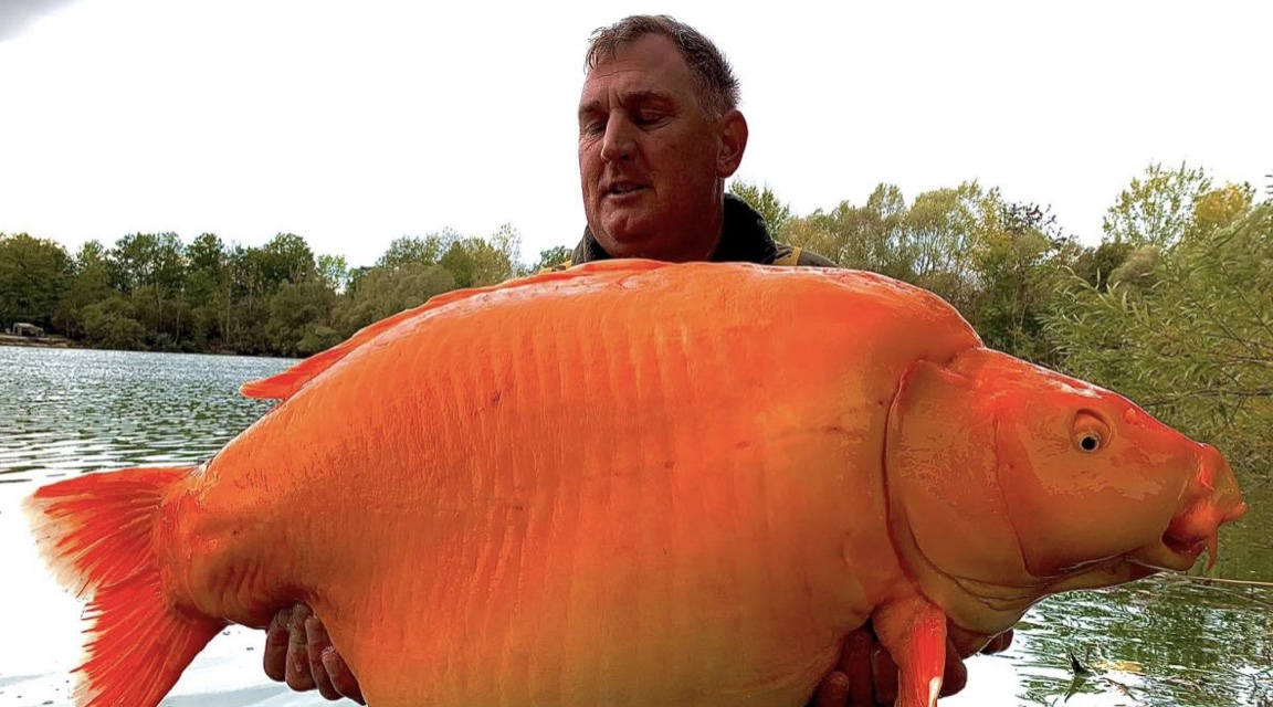 EL MÁS GRANDE DEL MUNDO... Capturan pez dorado ‘mutante’ y gigante - El ...
