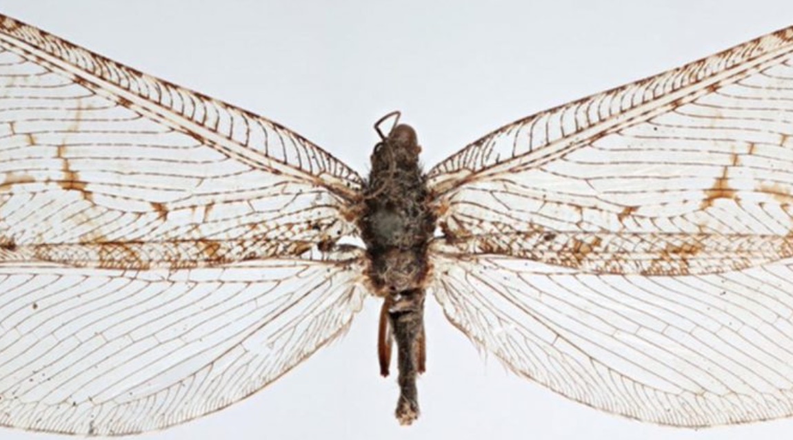 ENCUENTRAN INSECTO GIGANTE DE LA ERA JURÁSICA QUE SE CREÍA DESAPARECIDO ...